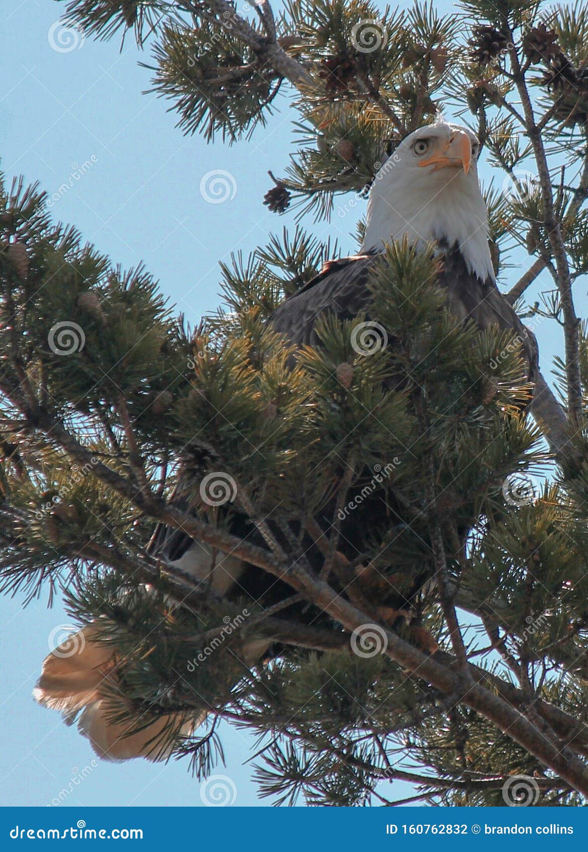 Eagle in a tree stock photo. Image of bald, eagle, tree - 160762832