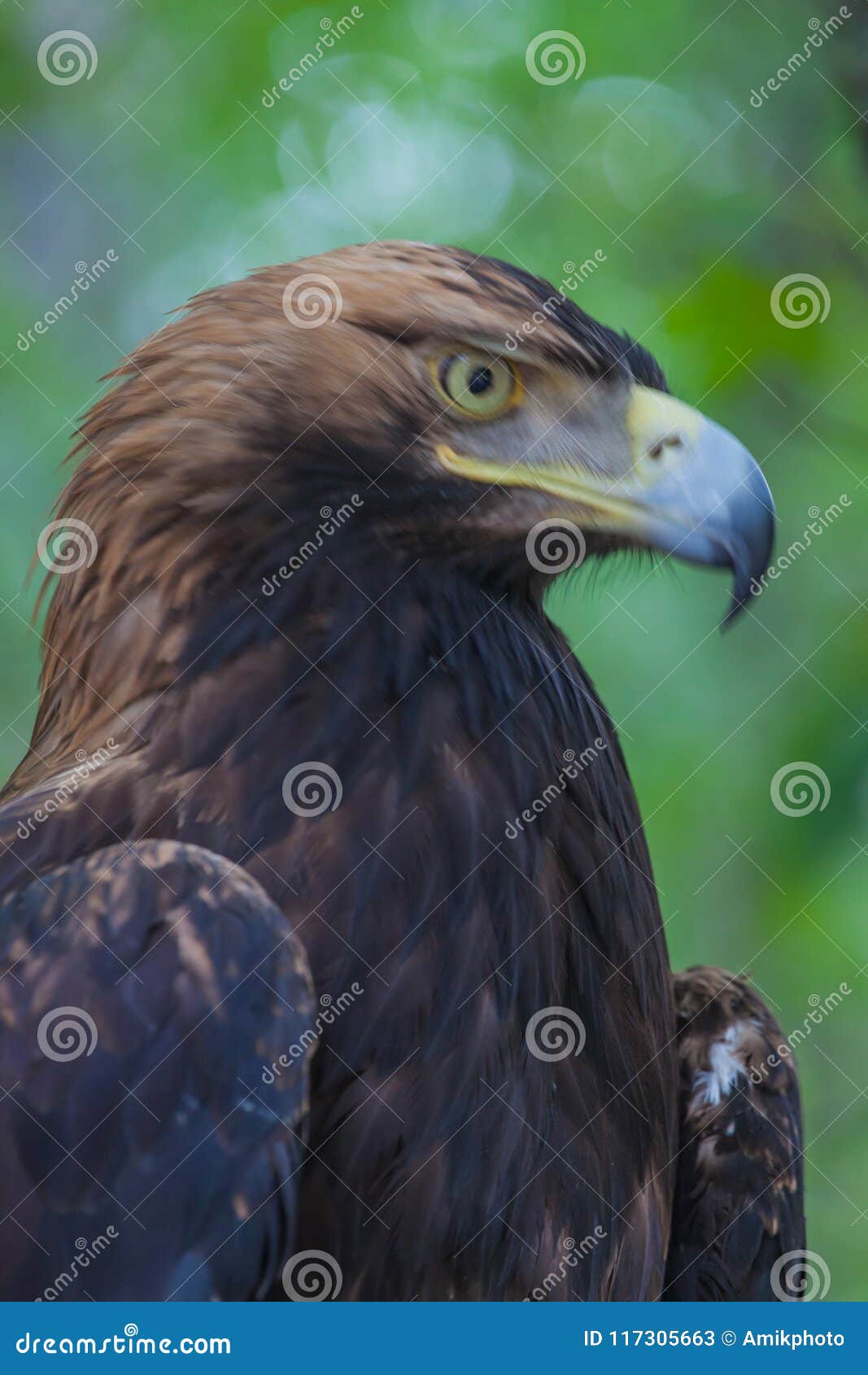 Eagle on a Tree in the Forest Stock Image - Image of adventure, harpy ...