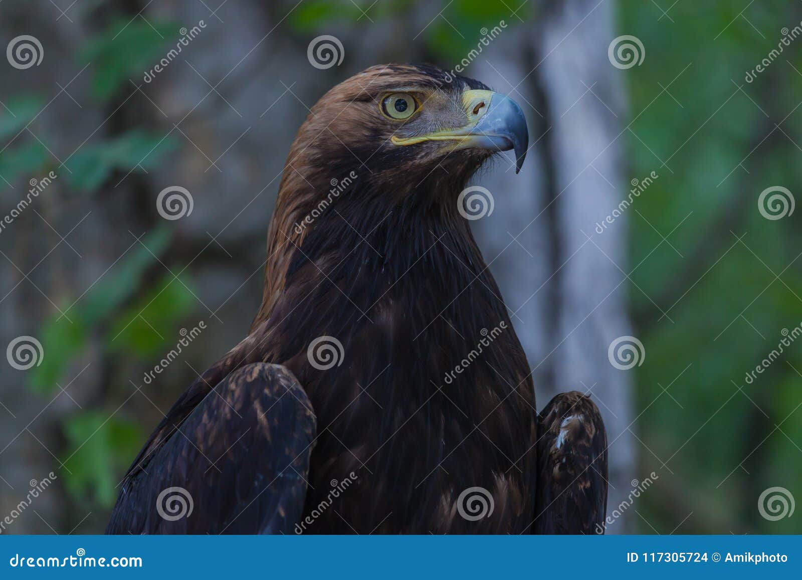 Eagle on a Tree in the Forest Stock Photo - Image of hill, flight ...