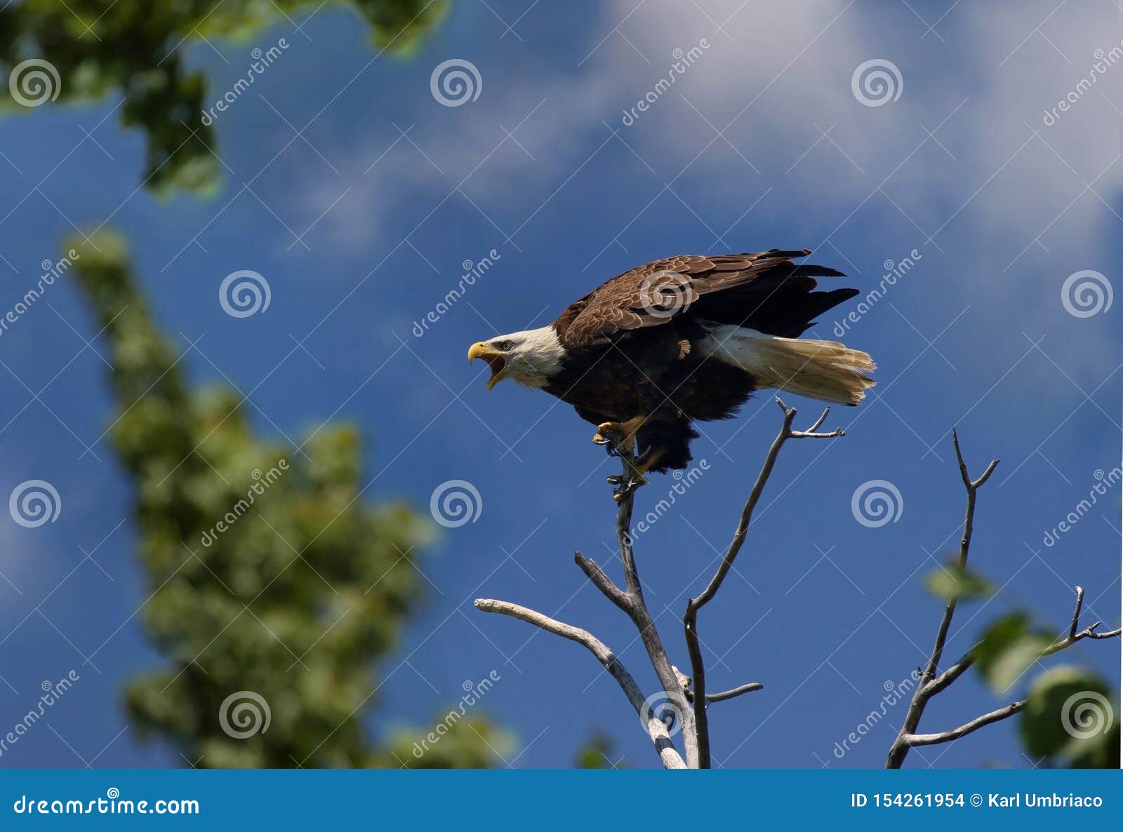 Eagle in a Tree during Summer Stock Photo - Image of wildlife, outdoor ...