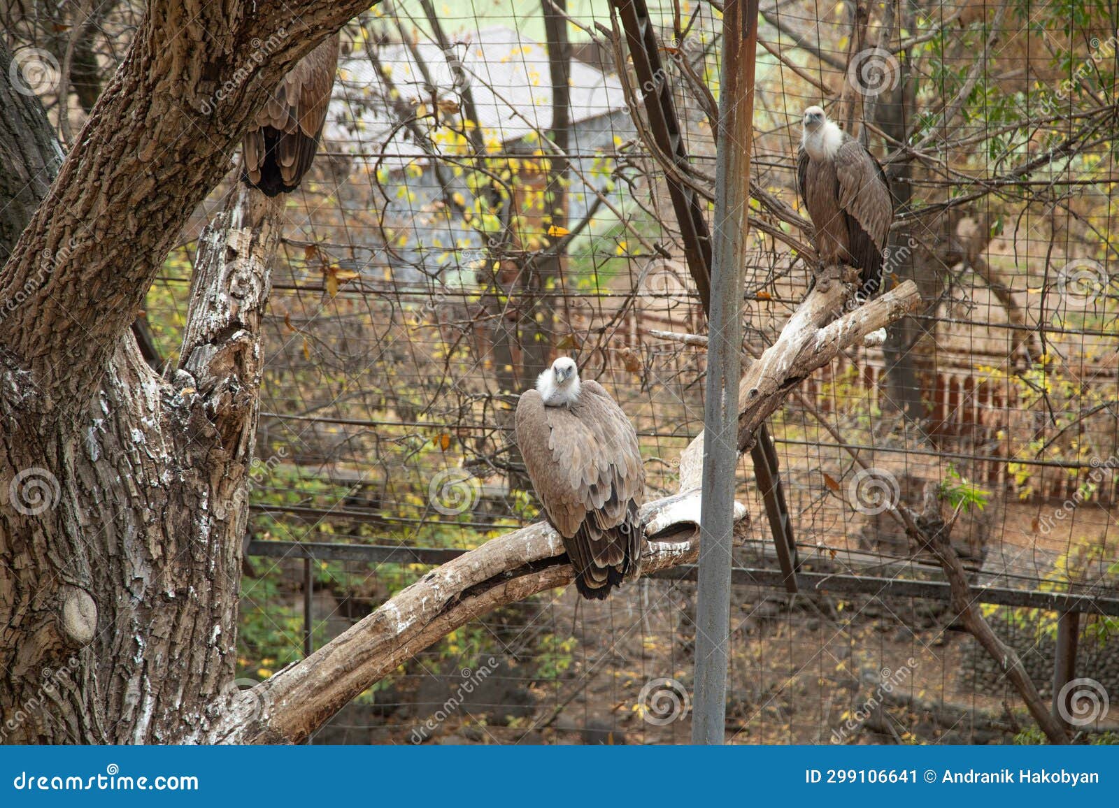 Eagle on a tree in a zoo stock image. Image of animal - 299106641
