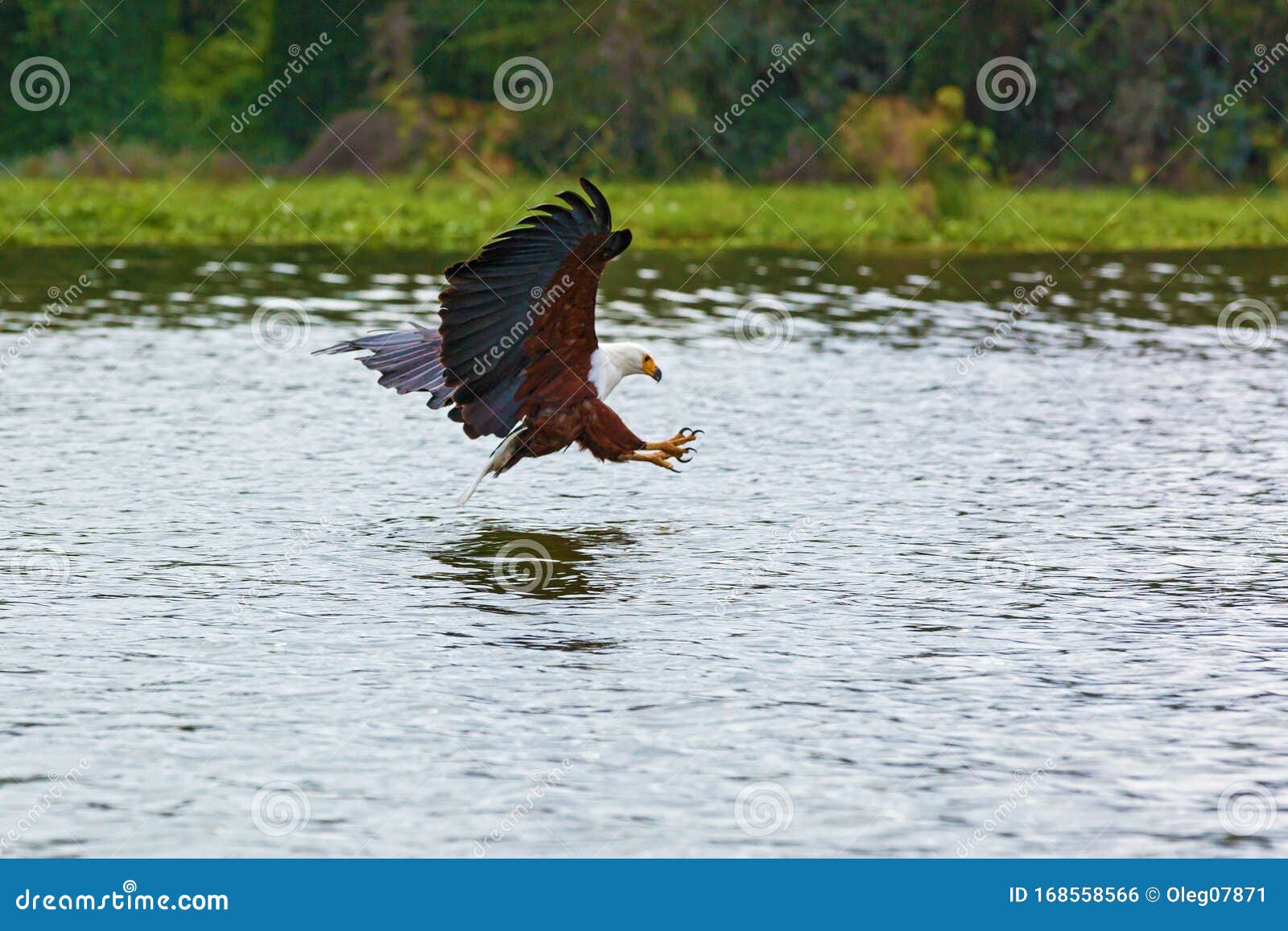 An Eagle is Trying To Grab Fish from the Water Stock Photo - Image of ... An Eagle is Trying To Grab Fish from the Water Stock Photo - Image of ...