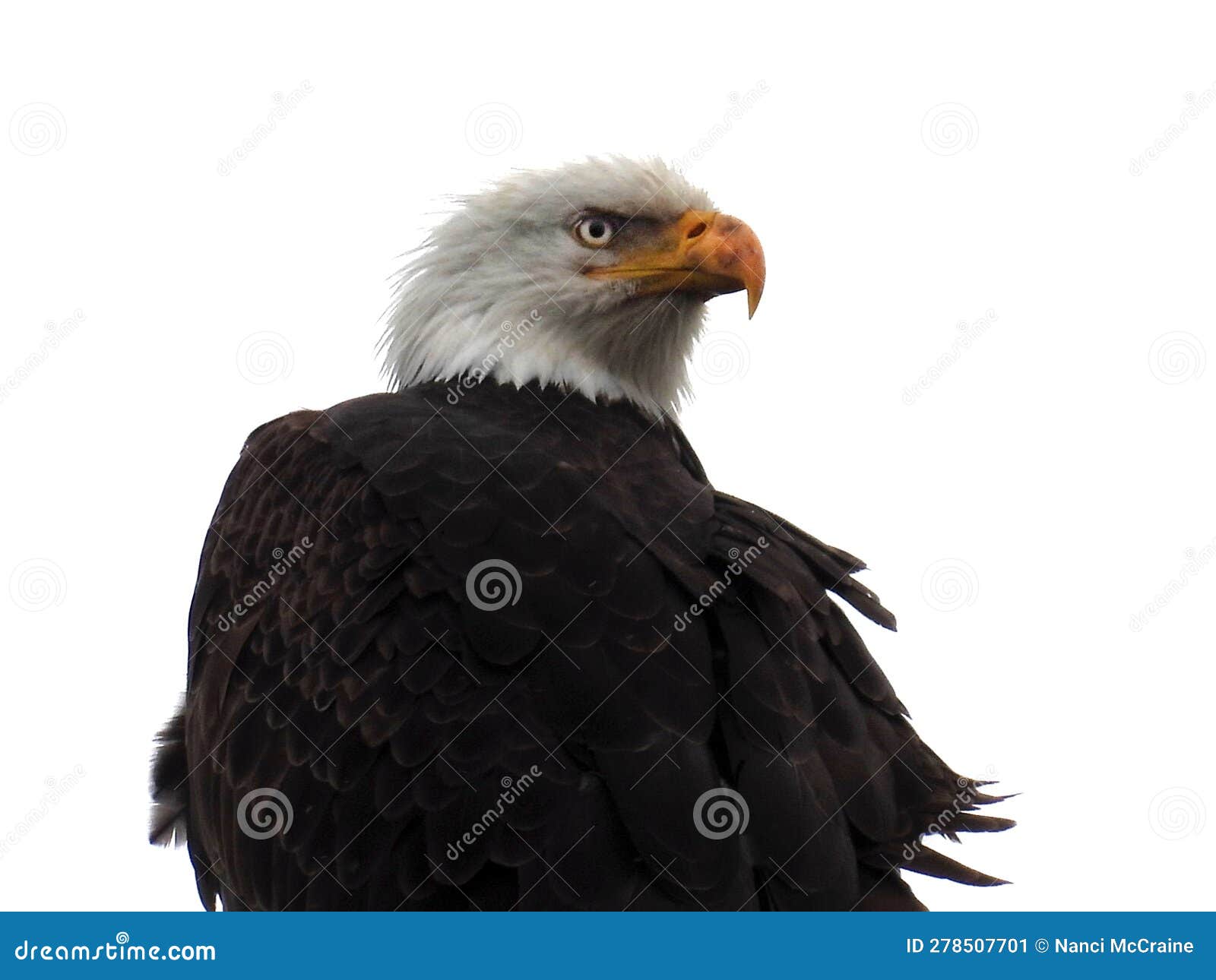 Eagle Turned To Stare Behind Him Stock Image - Image of copyspace ...