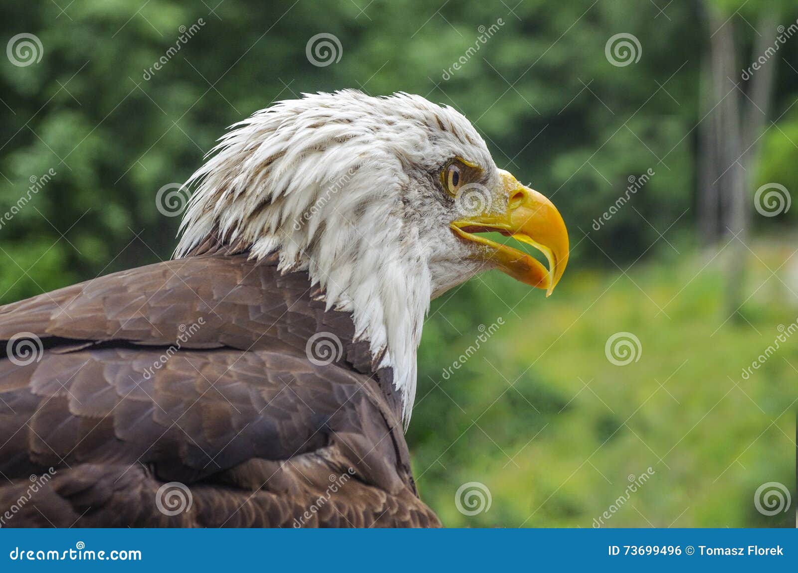 Eagle up close stock photo. Image of distance, close - 73699496
