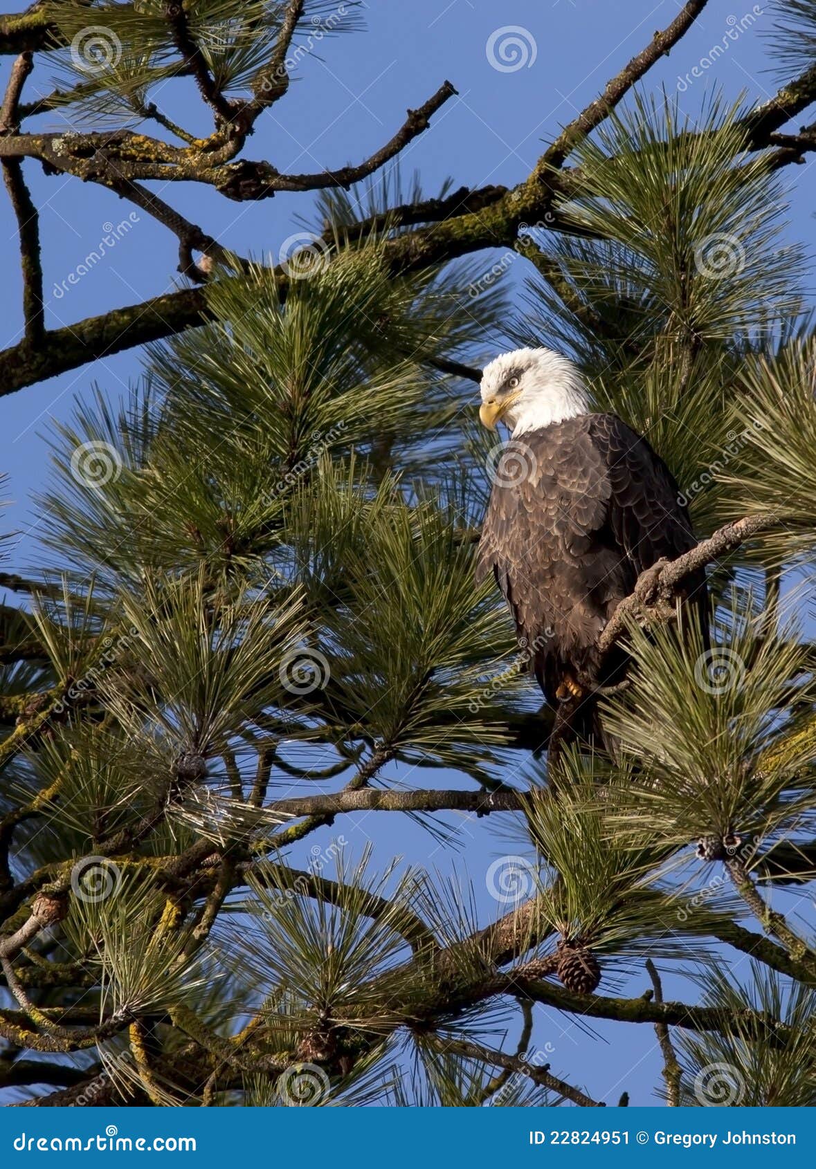 Eagle up in a tree. stock image. Image of beak, bald - 22824951