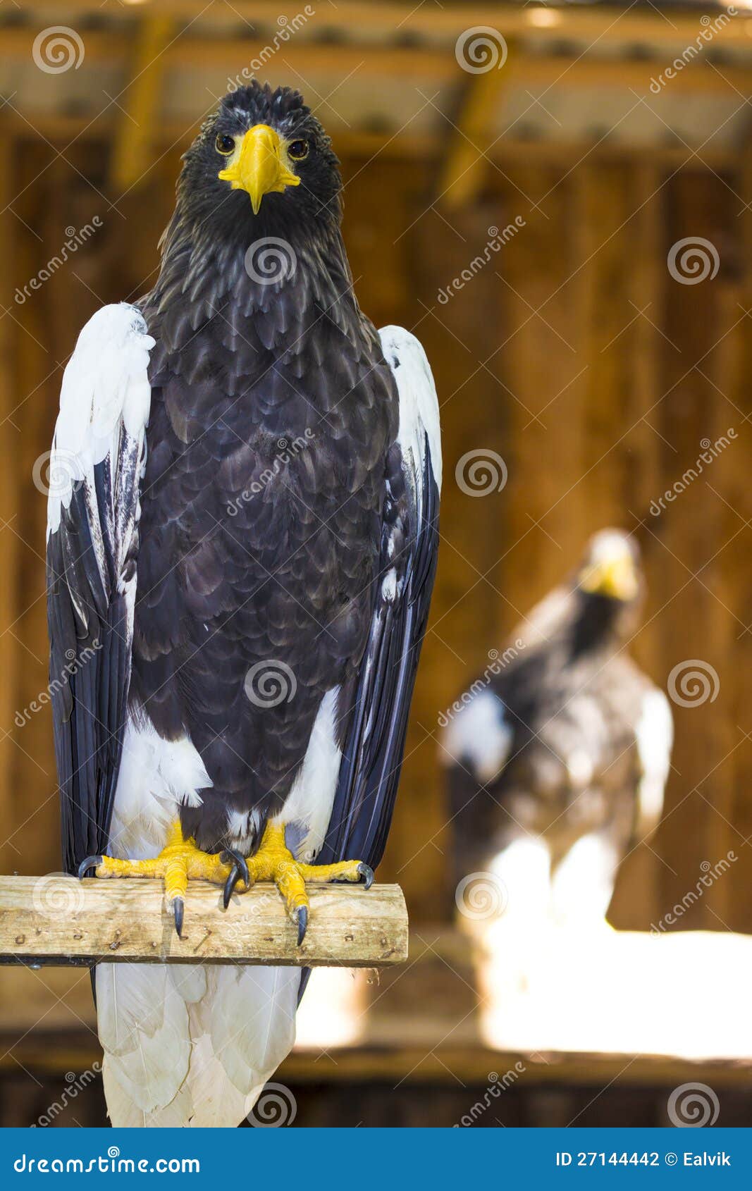 Eagle vision stock photo. Image of looking, feathers - 27144442