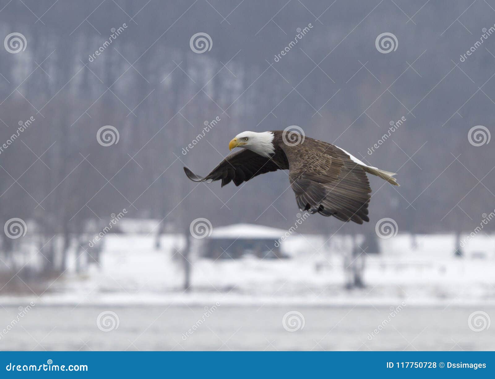 Eagle Volant Bas Au-dessus Du Fleuve Mississippi Photo stock - Image du ...