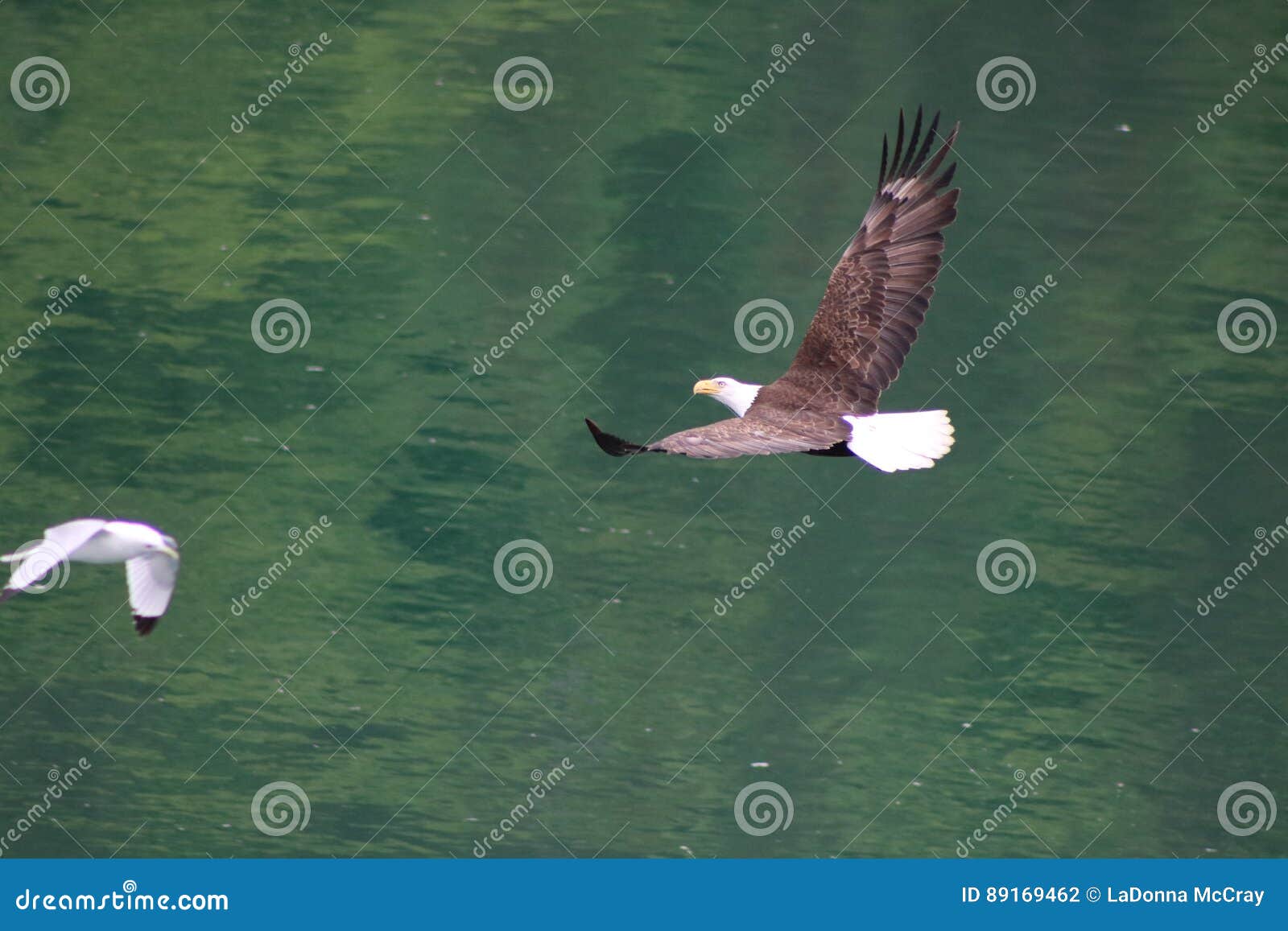 Low Flight Of An Eagle Owl. Royalty-Free Stock Photography ...