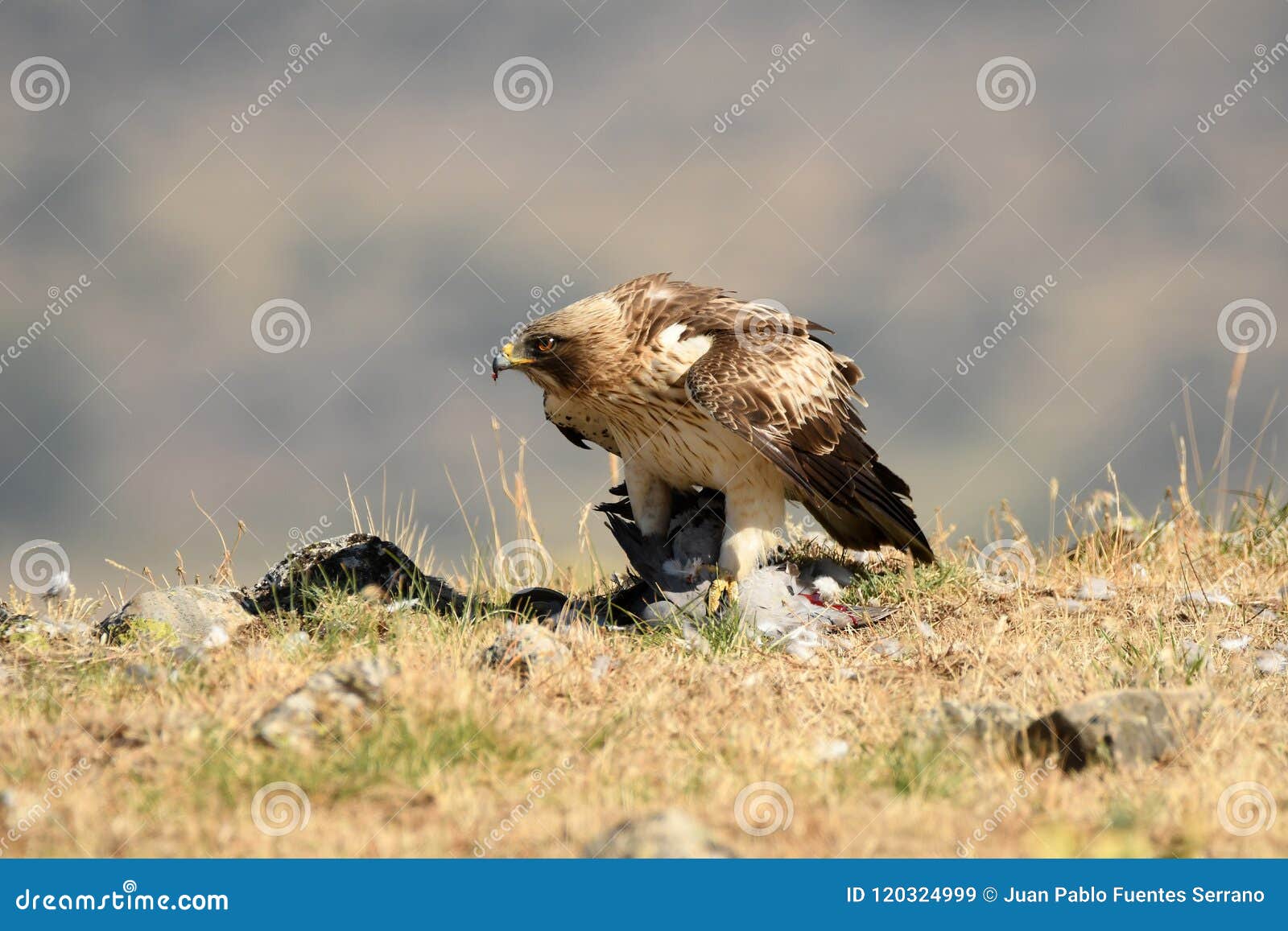 Eagle walkway in the field stock image. Image of elanio - 120324999