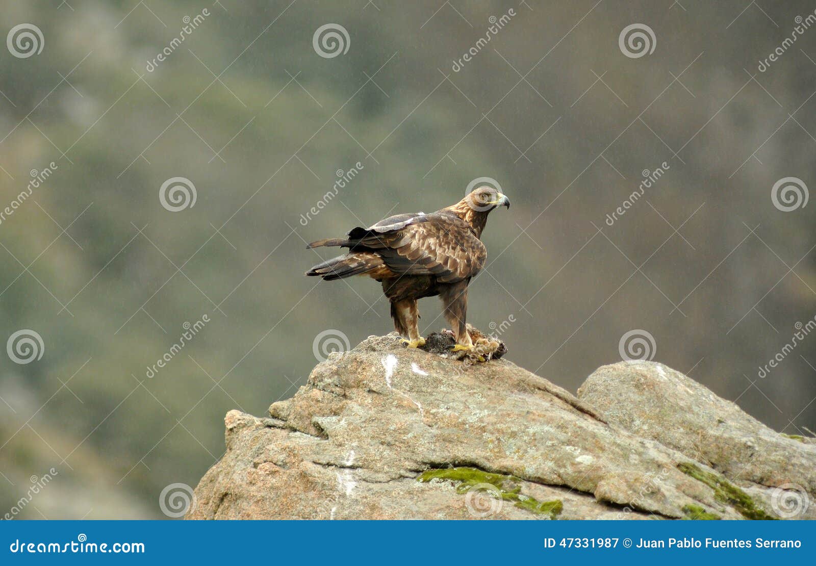 Eagle Watching while Eating Stock Image - Image of arranged, ground ...