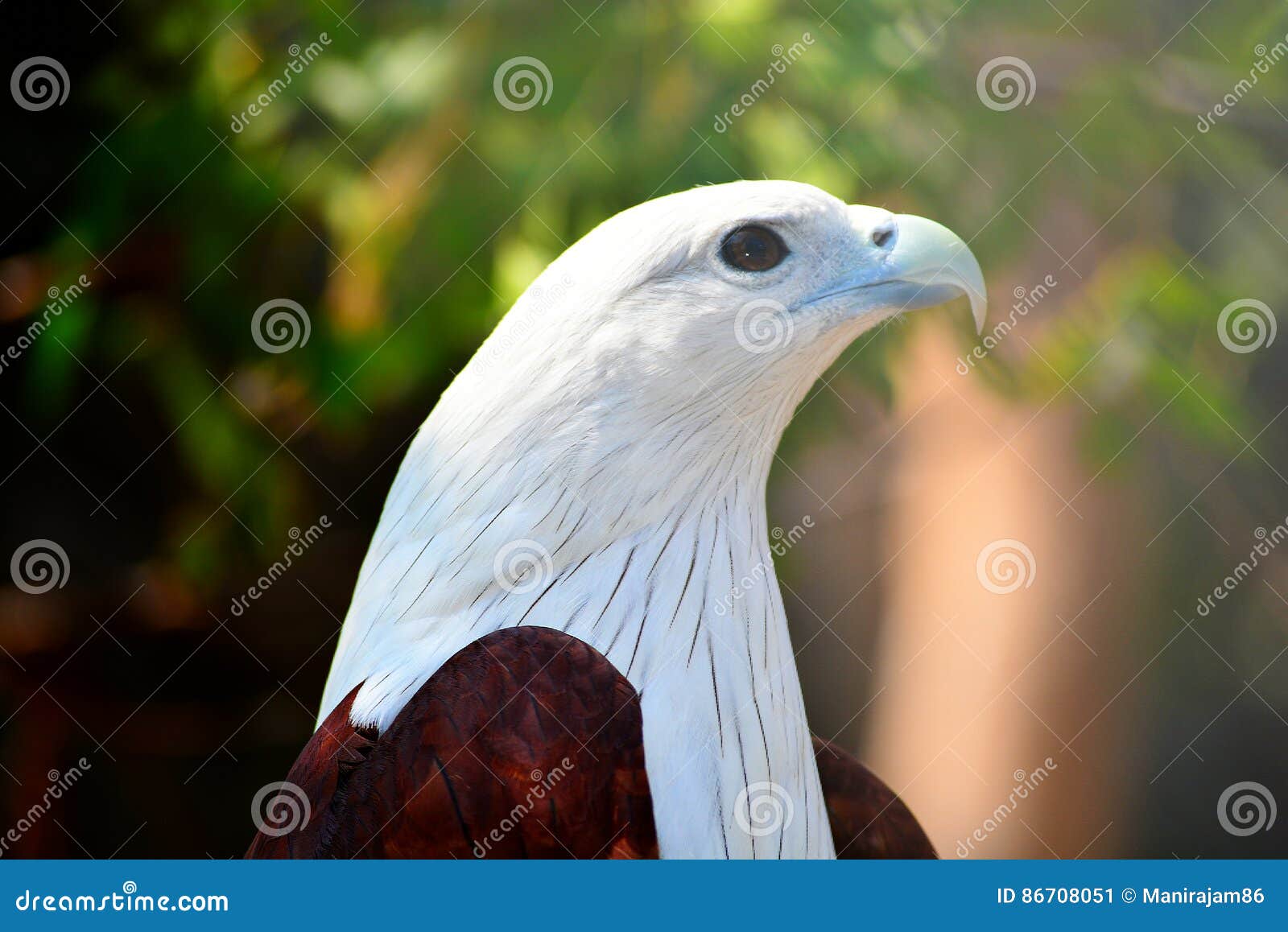Eagle stock image. Image of desktop, morning, outdoor - 86708051