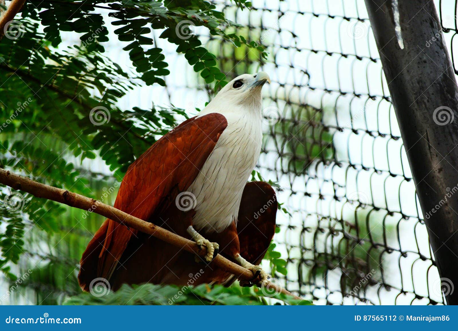 Eagle stock photo. Image of industry, morning, brown - 87565112