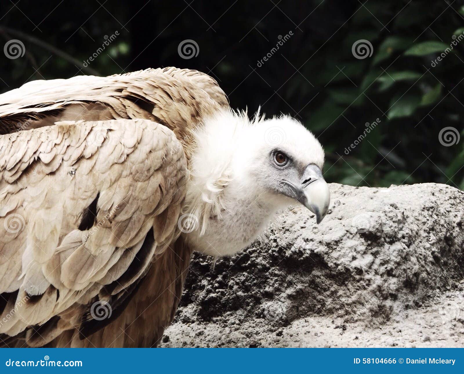 Eagle stock photo. Image of wild, america, eagle, wildlife - 58104666