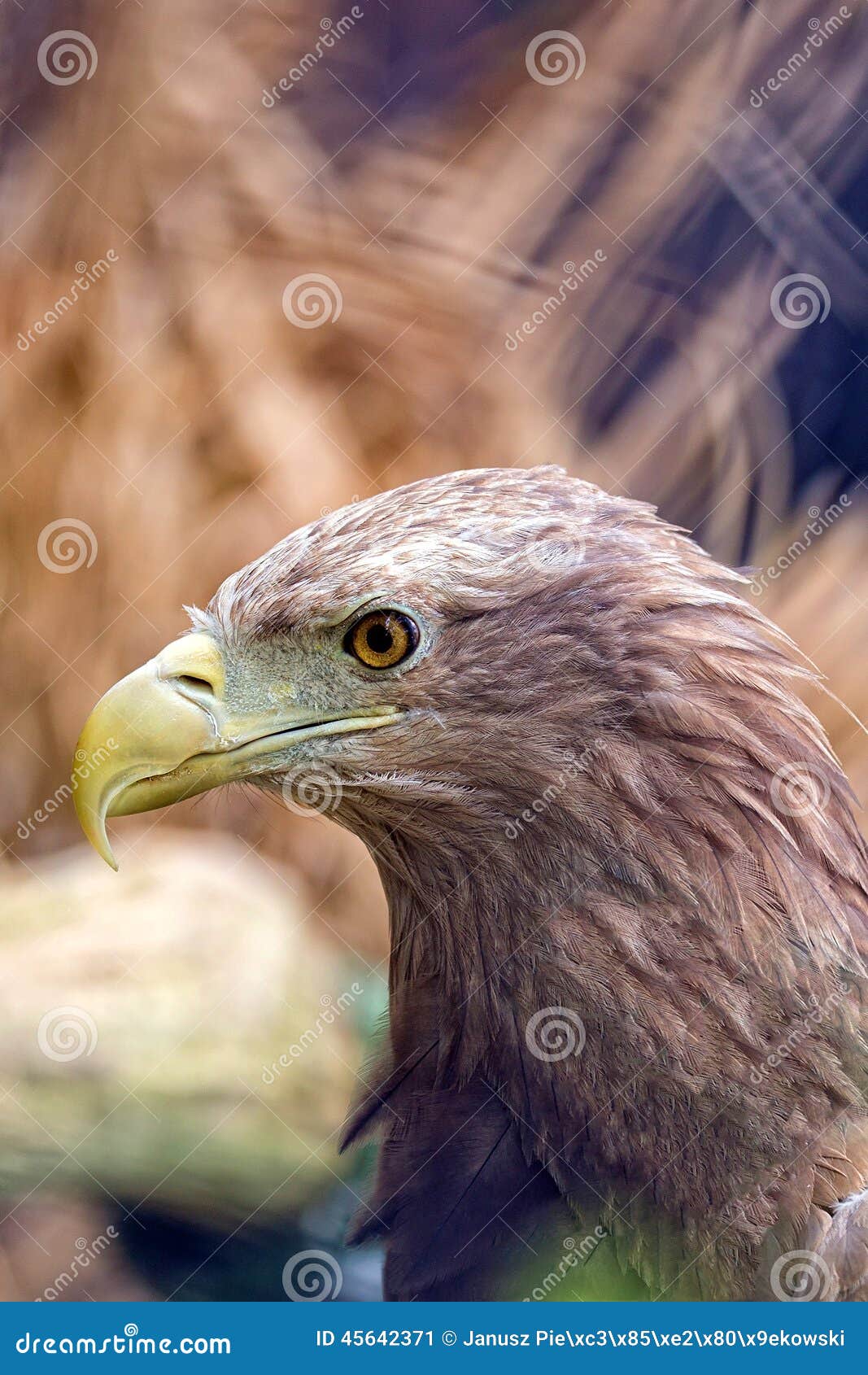 Eagle in the wild stock image. Image of flight, beak - 45642371