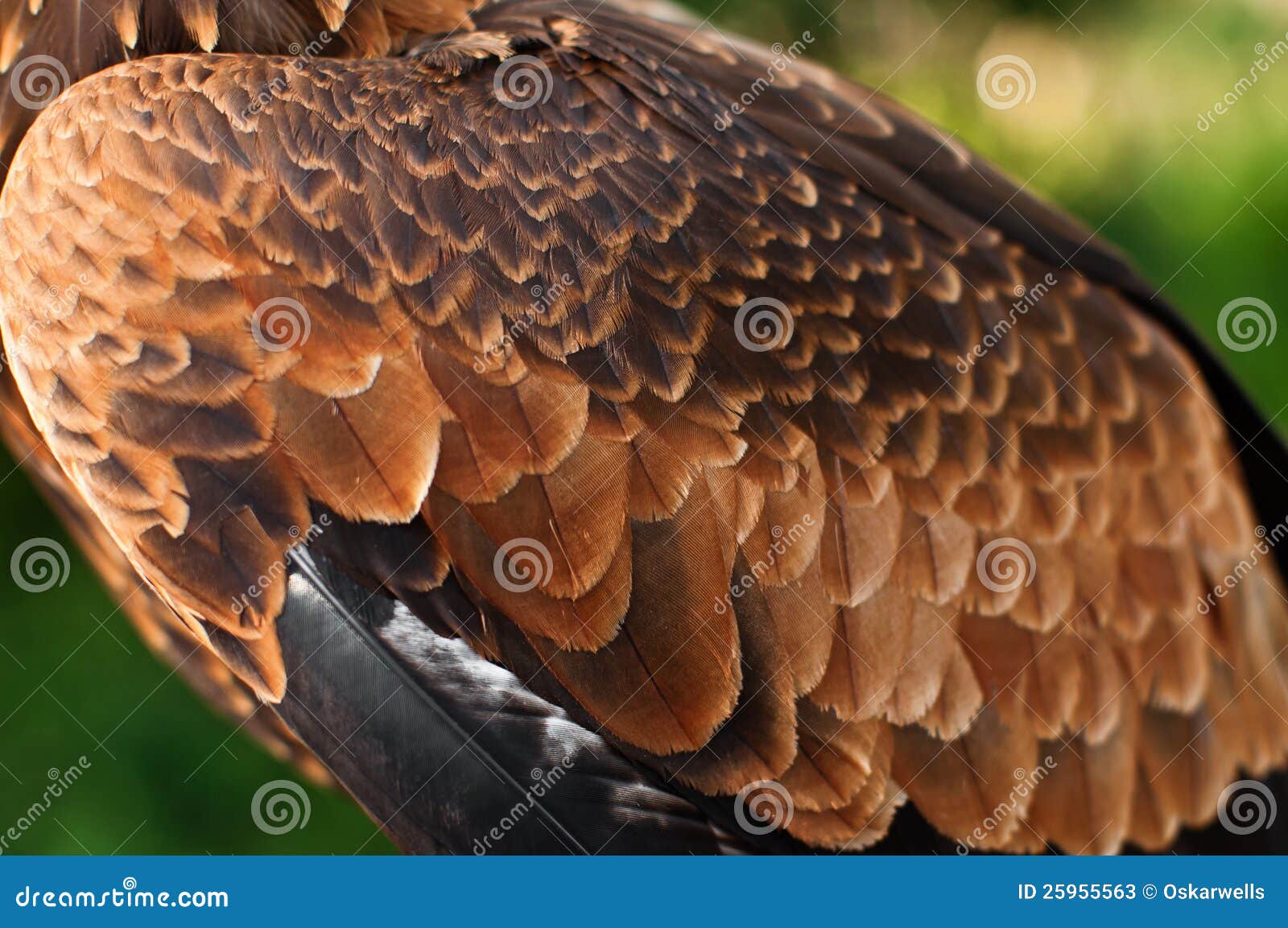 Eagle wing stock image. Image of falconiformes, audax - 25955563