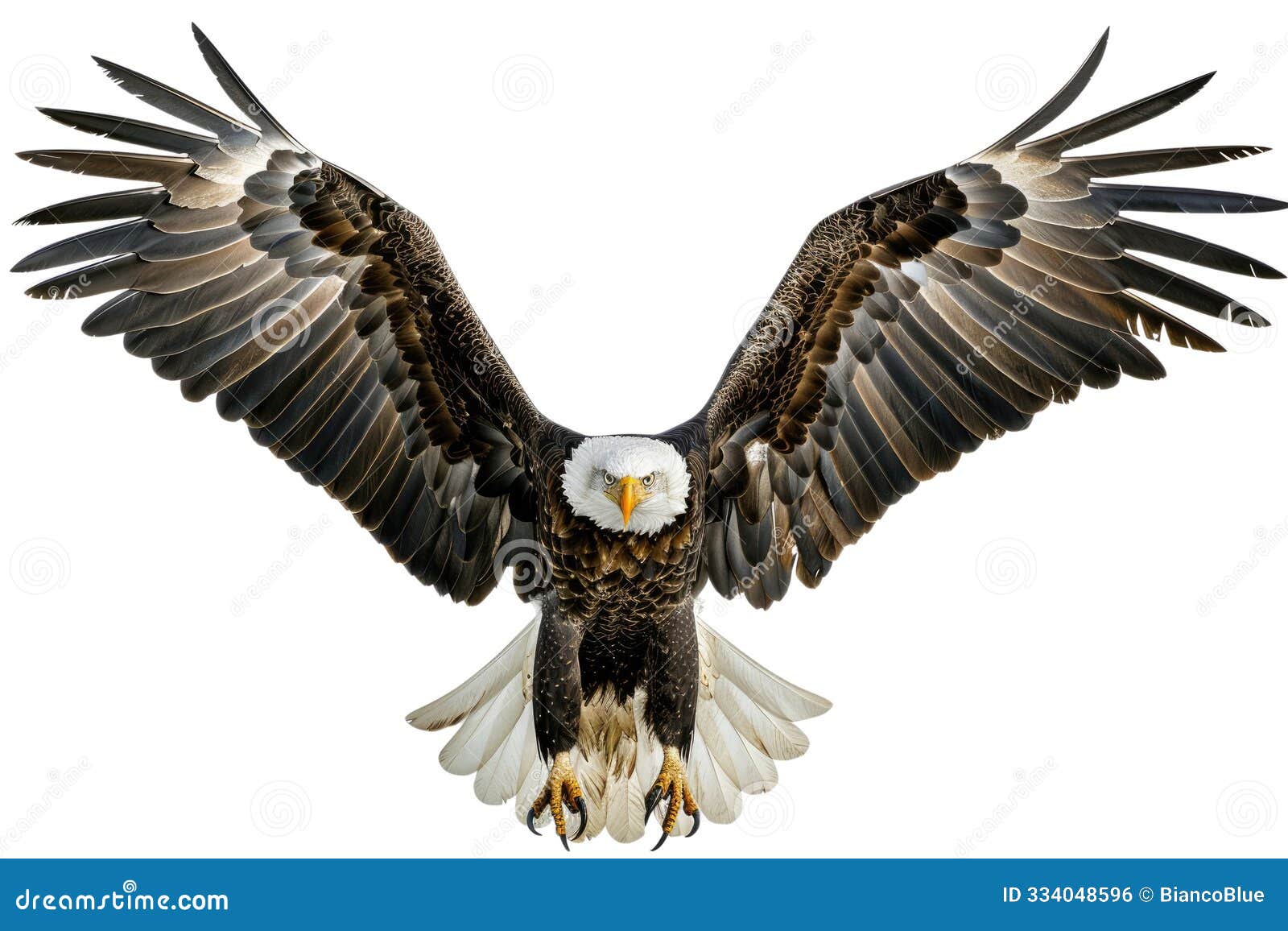 Eagle with Wings Spread Isolated on White Background. Studio Wildlife. AIG57. Stock Photo ...