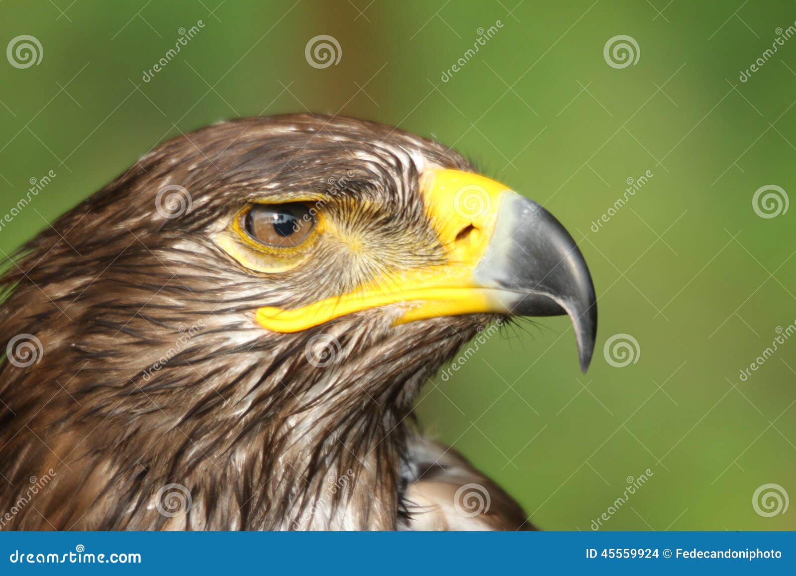 Eagle with Yellow Beak and Hooked the Watchful Eye Stock Photo - Image ...