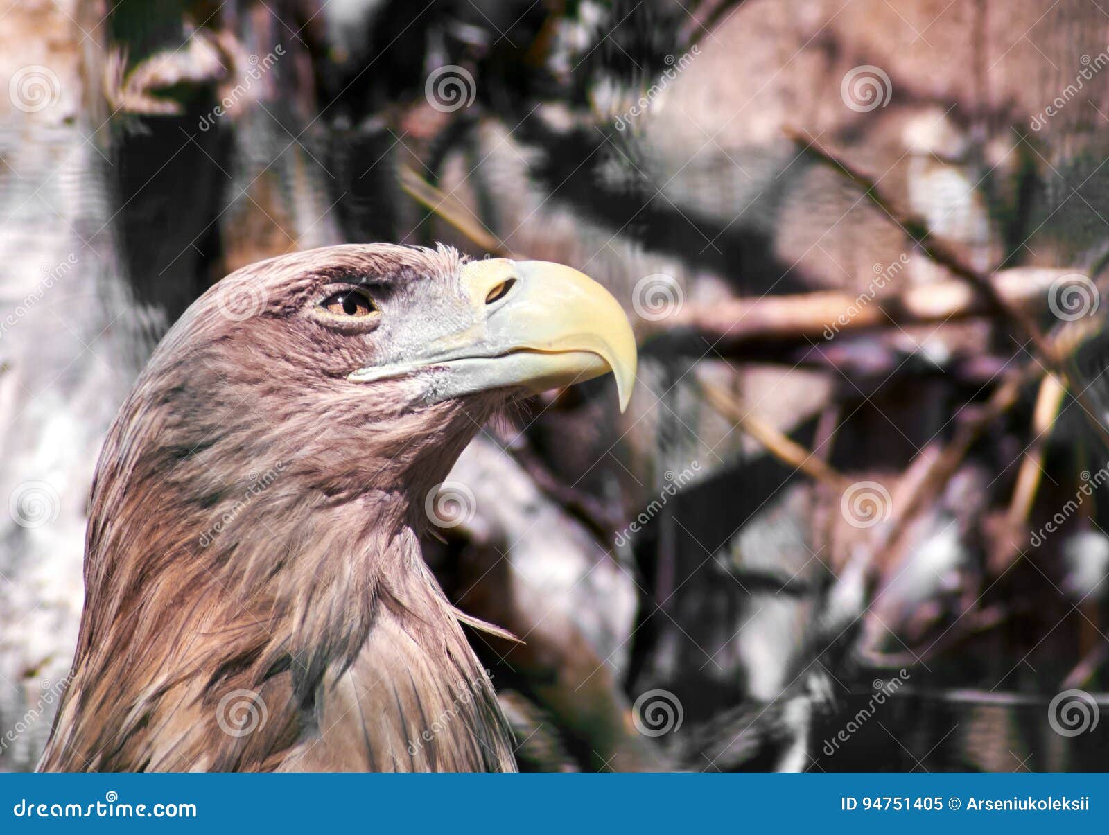 Eagle with yellow beak stock image. Image of head, african - 94751405