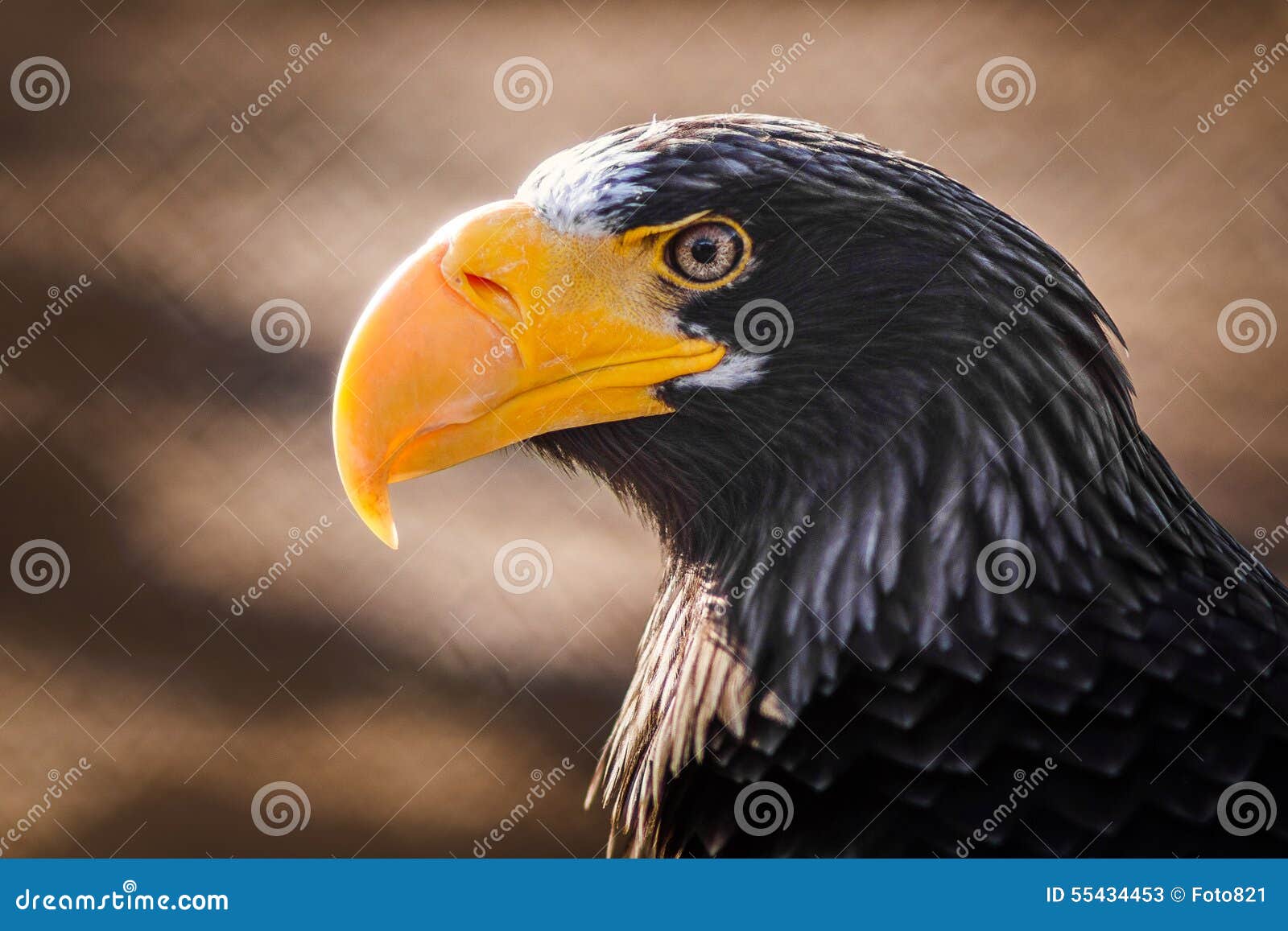 Eagle with yellow beak stock image. Image of predatory - 55434453