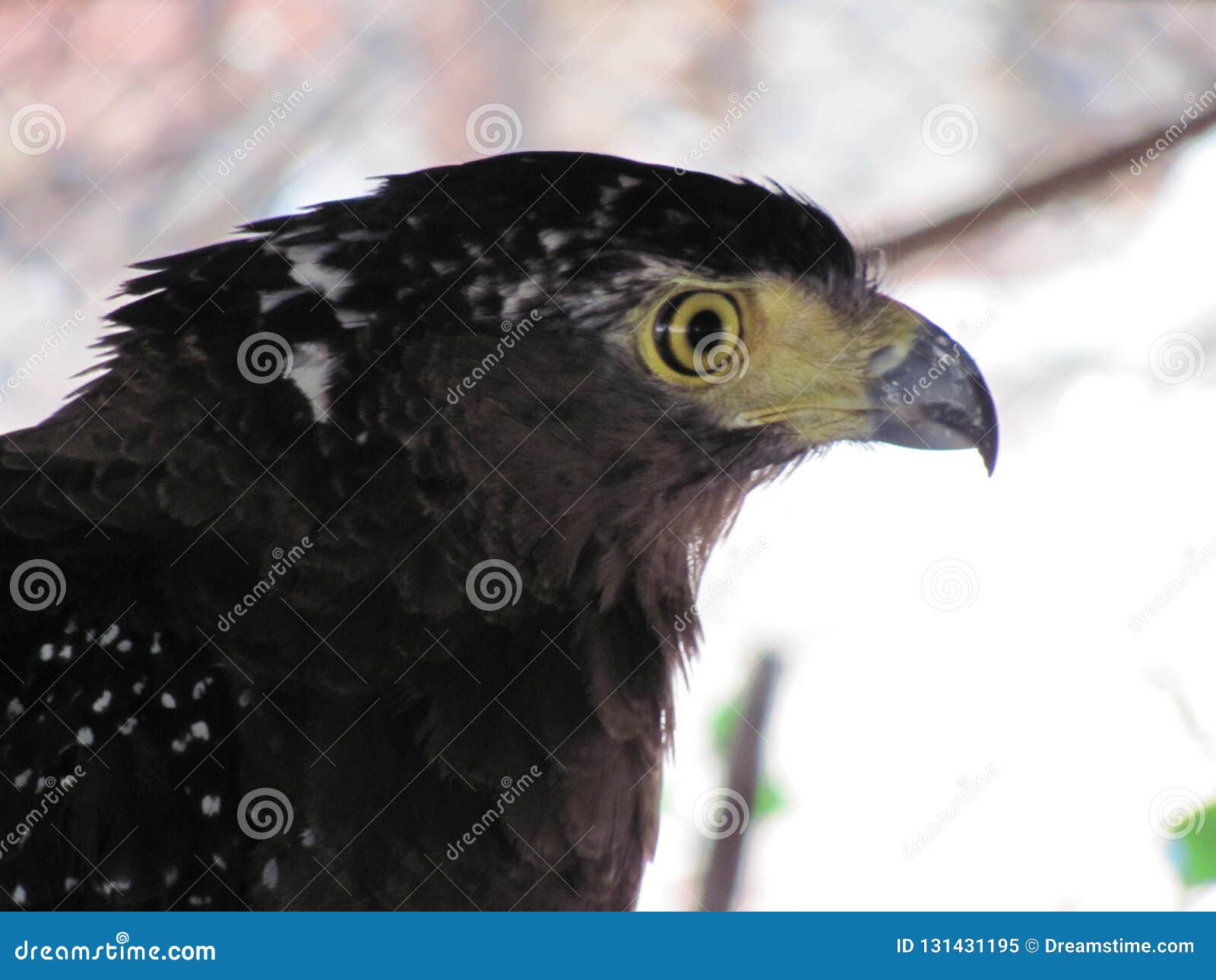 Eagle with Yellow Eyes from the Side Stock Image - Image of eagle ...