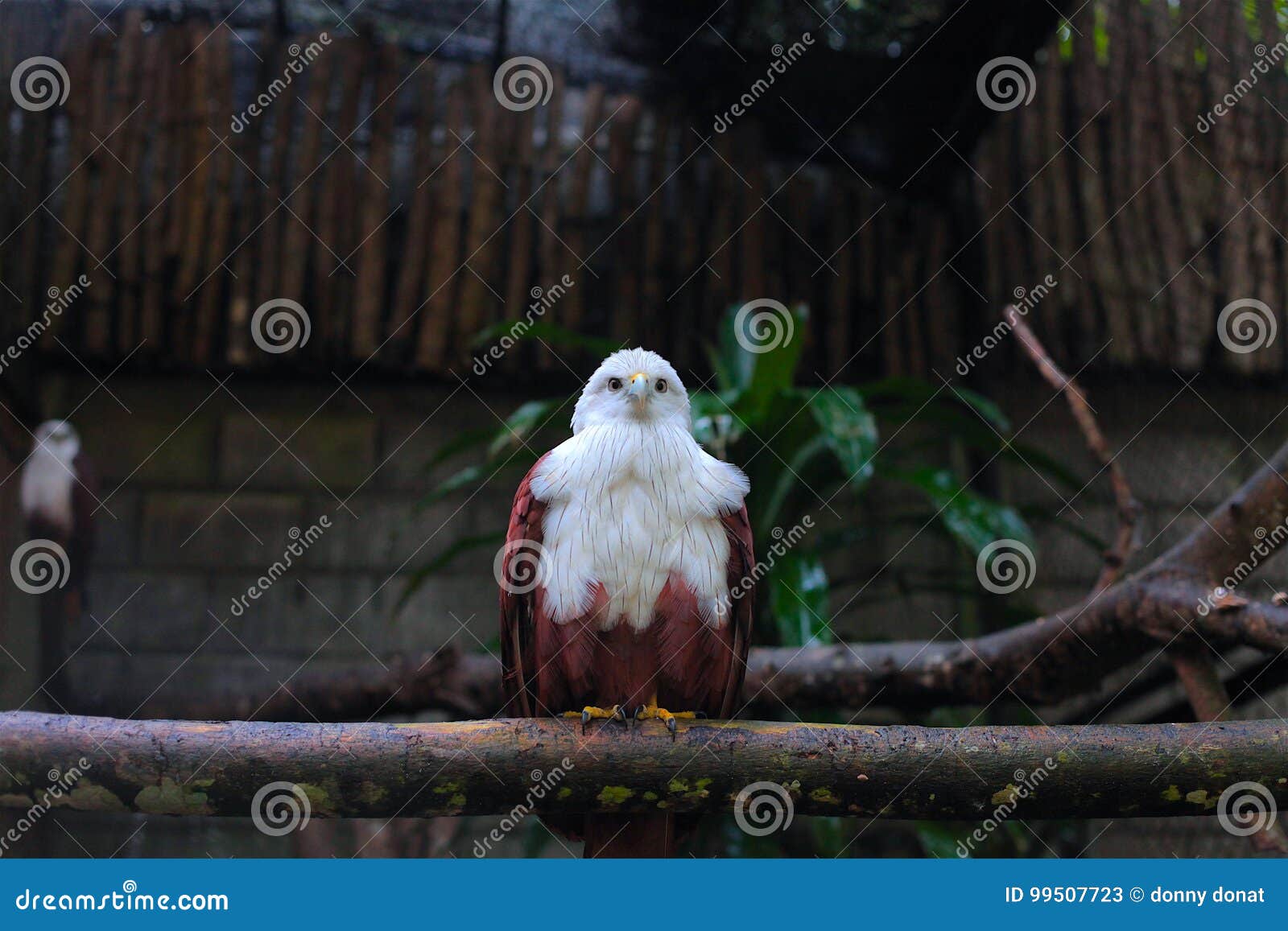 Eagle stock image. Image of animals, beauty, eagle, lung - 99507723