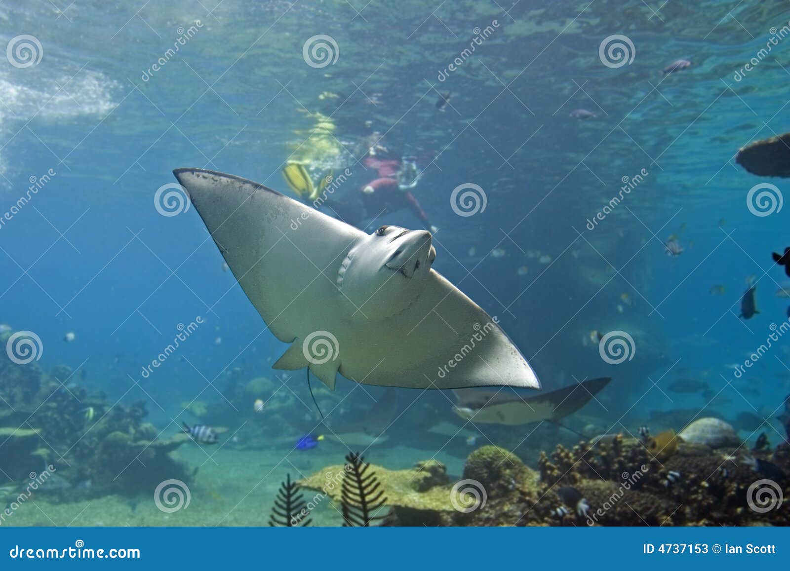 EagleBat imagen de archivo. Imagen de zambullida, bucear - 4737153