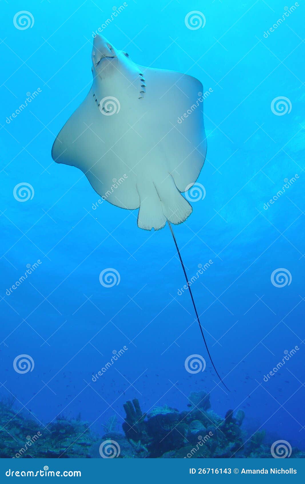Eagleray Flying stock image. Image of caribbean, gills - 26716143