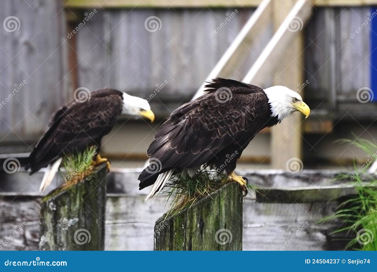Eagles. stock image. Image of head, birds, banff, animals - 24504237