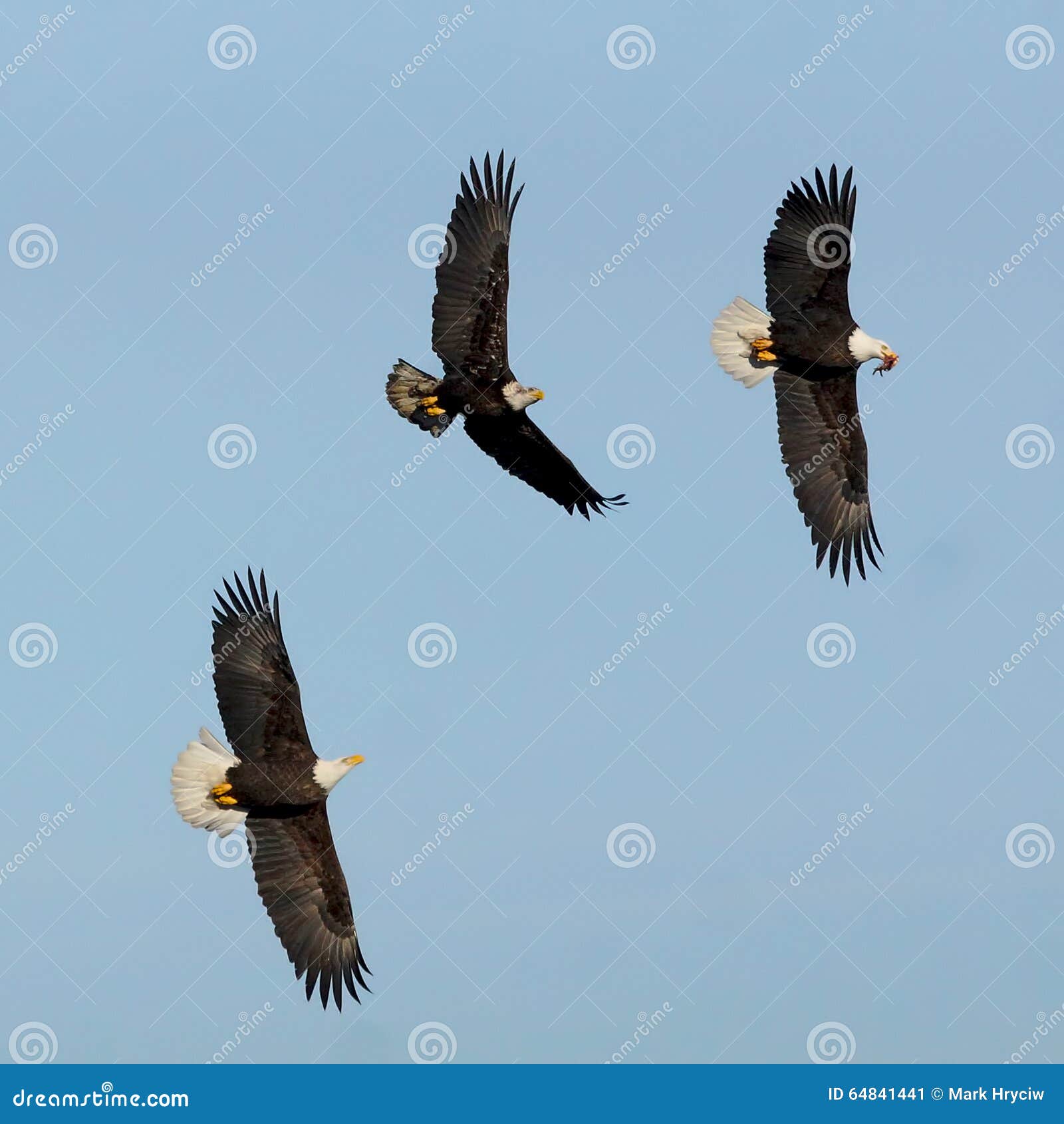 Eagles stock image. Image of chasing, wings, fighting - 64841441