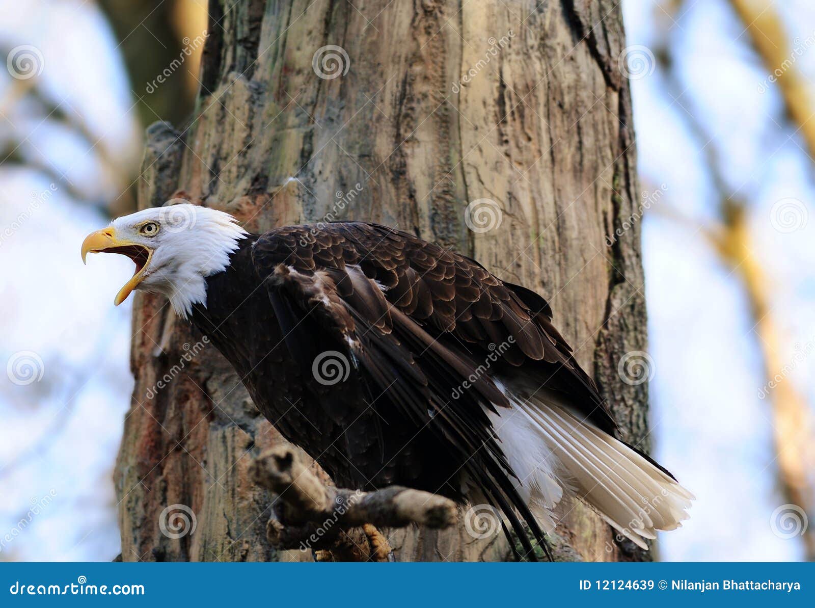 Eagles call stock image. Image of nature, closeup, copyspace - 12124639