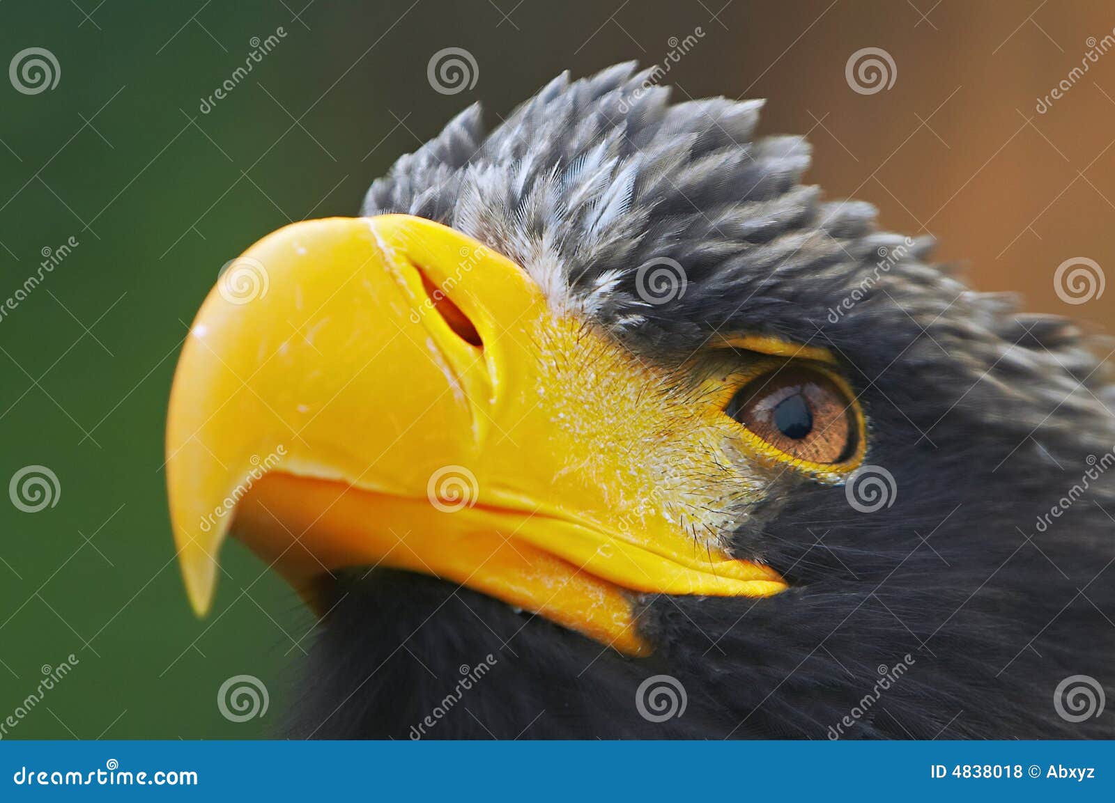 Eagles eye stock photo. Image of claw, look, hunt, grace - 4838018
