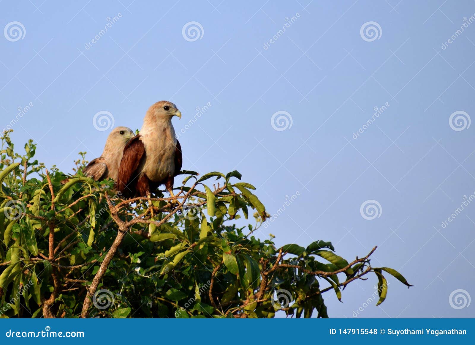 Eagles Waiting for the Prey Stock Photo - Image of eagles, eagle: 147915548