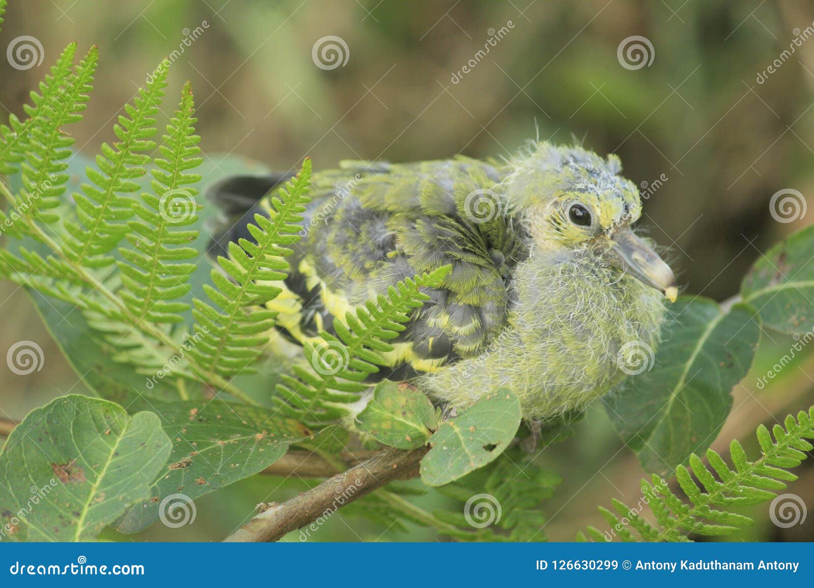 Eaglet imagen de archivo. Imagen de anguila, hermoso - 126630299