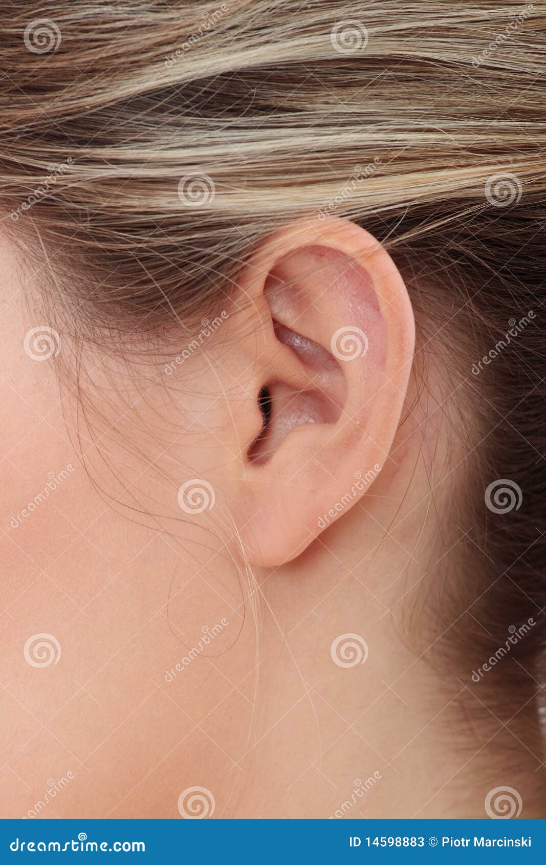 Ear stock image. Image of lady, hair, macro, perception - 14598883