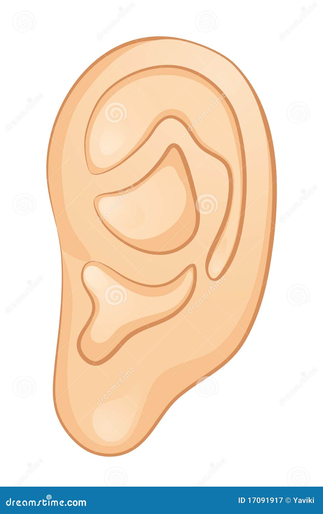 Ear stock vector. Illustration of element, symbol, body - 17091917