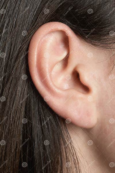 Ear stock image. Image of lady, caucasian, healthcare - 18388195