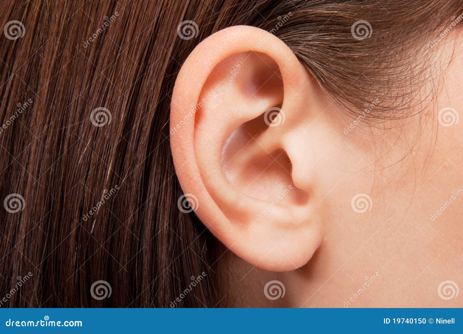 Ear stock photo. Image of organ, clean, helix, brown - 19740150