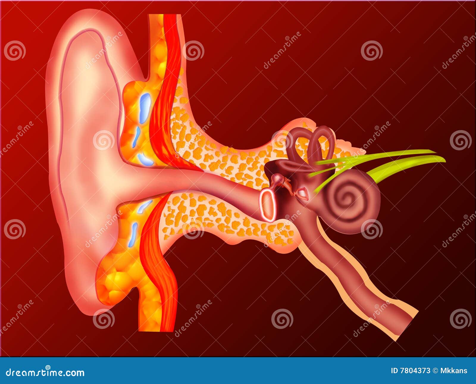 Ear stock illustration. Illustration of cross, collect - 7804373