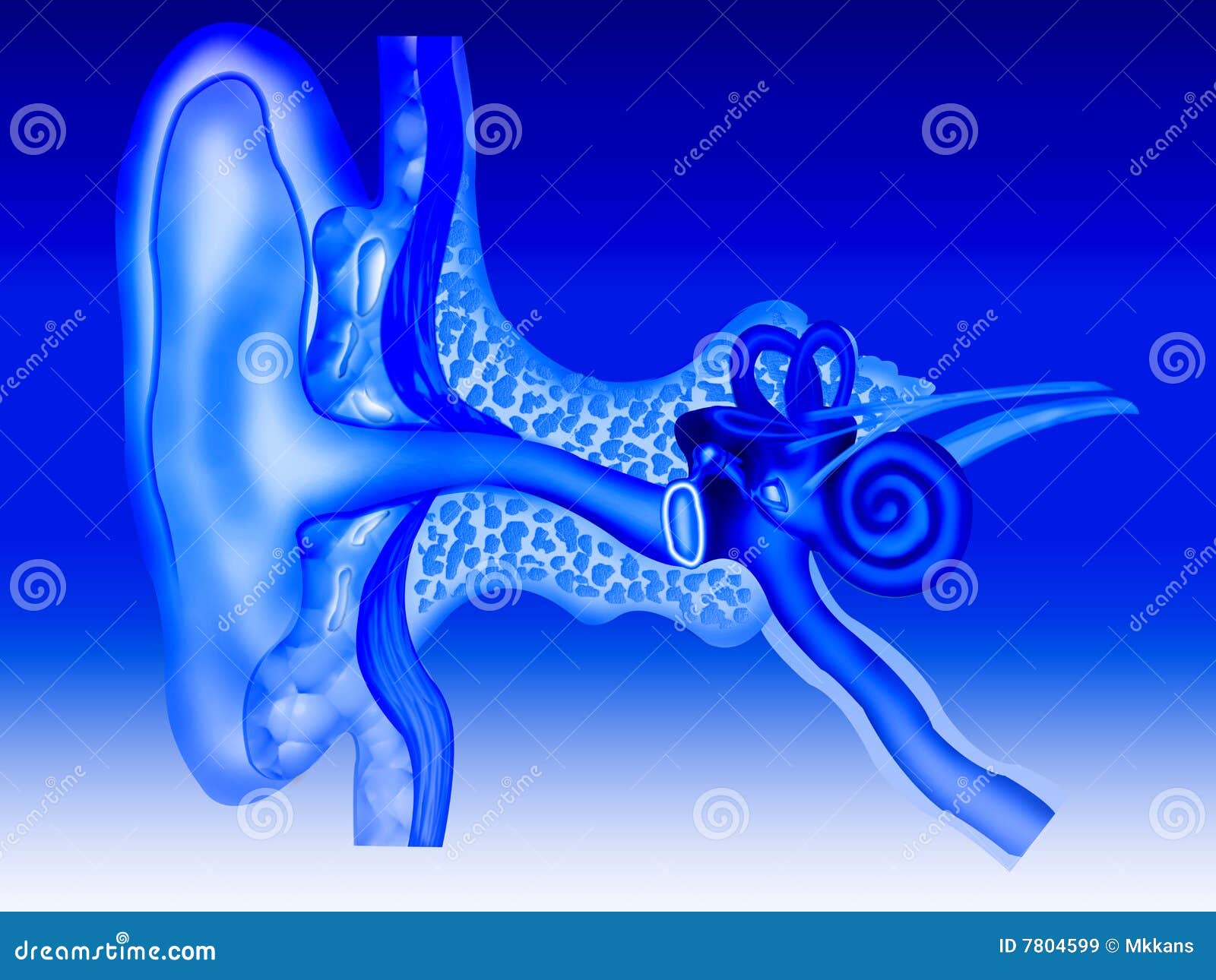The Auditory Ossicles, Vintage Illustration Cartoon Vector ...
