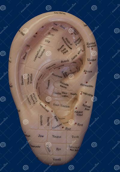 Ear Acupuncture Points stock image. Image of acupressure - 8999205