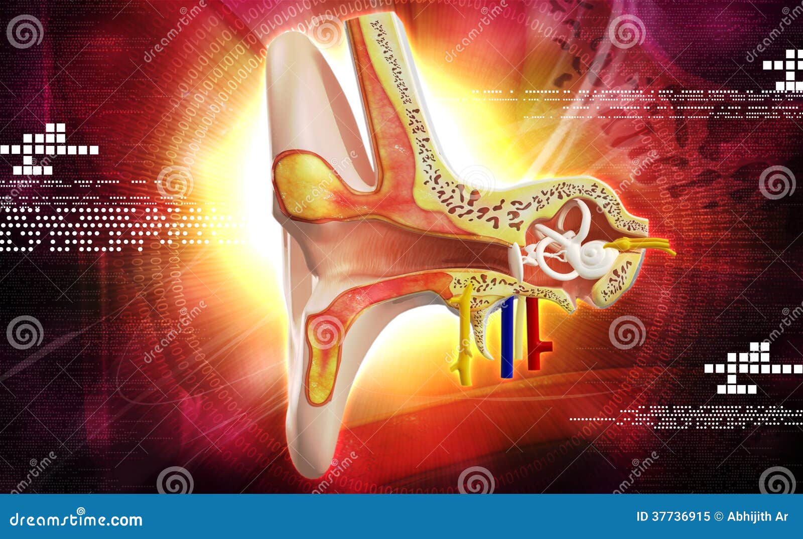 Ear anatomy stock illustration. Illustration of drawing - 37736915