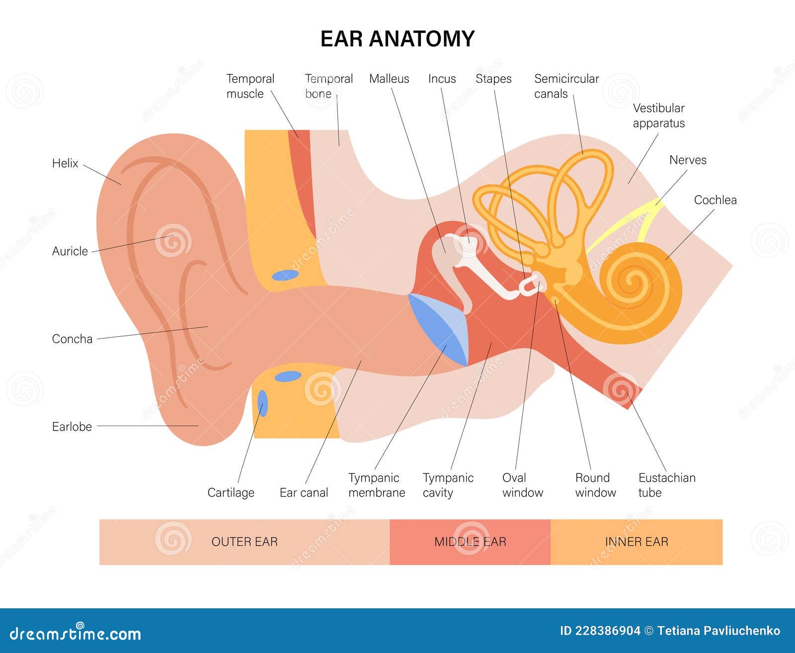 Ear Structure Diagram