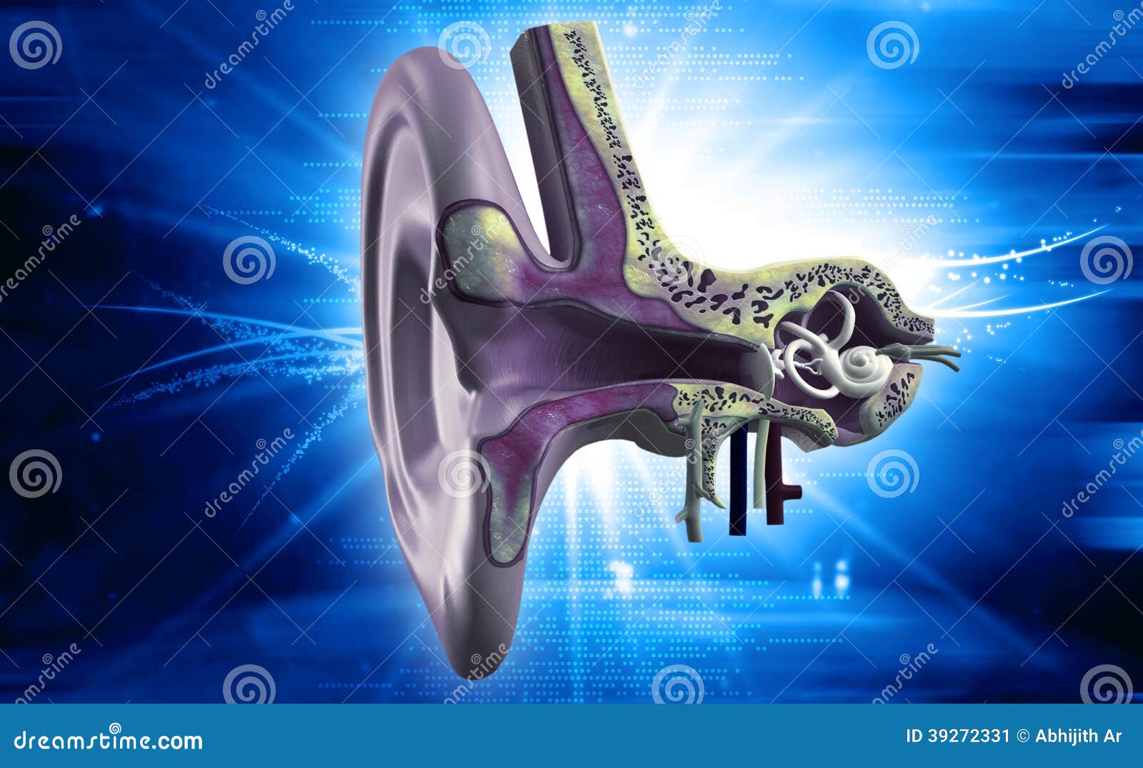 Ear Anatomy Royalty-Free Illustration | CartoonDealer.com #39272331