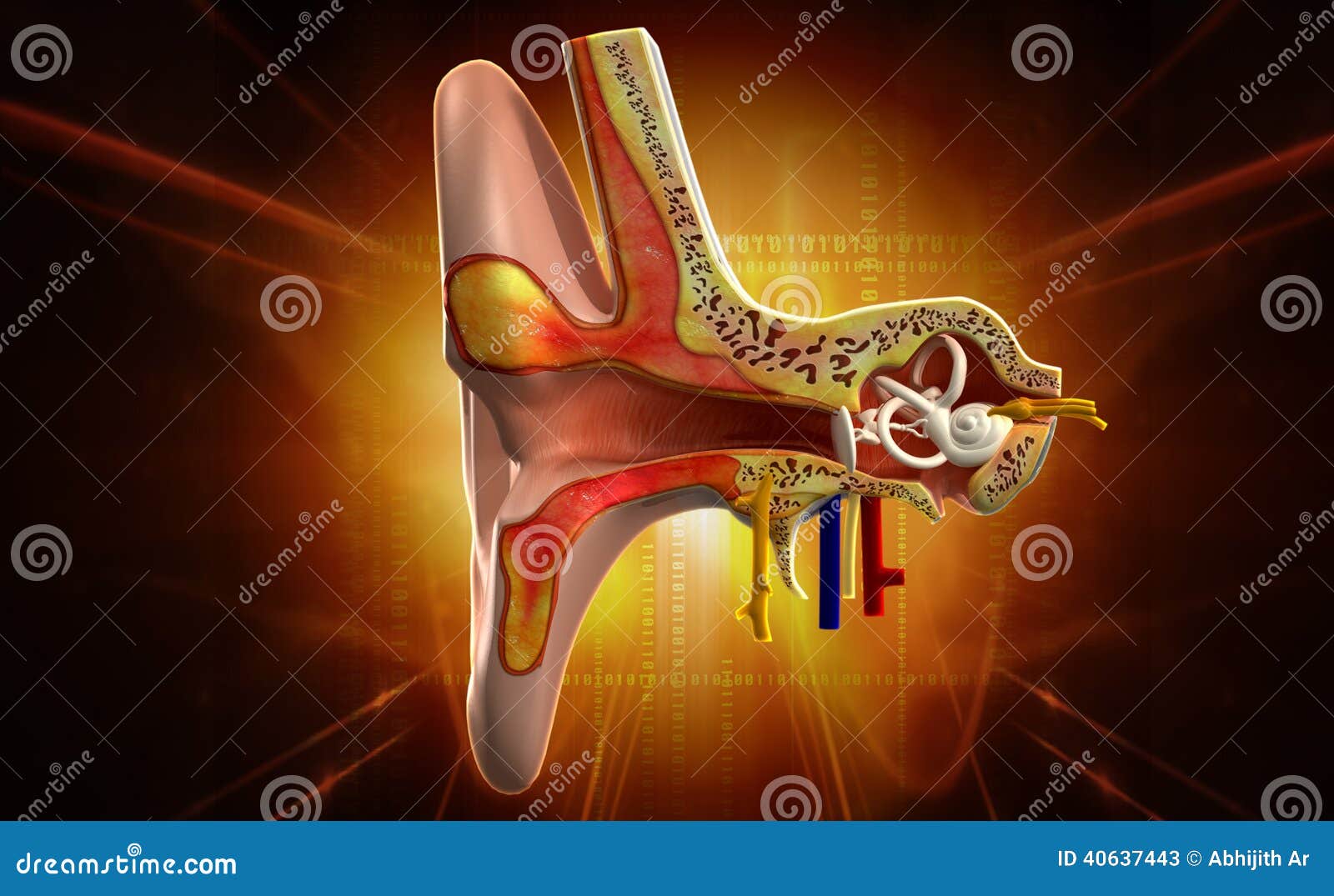 Ear anatomy stock illustration. Illustration of anatomy - 40637443