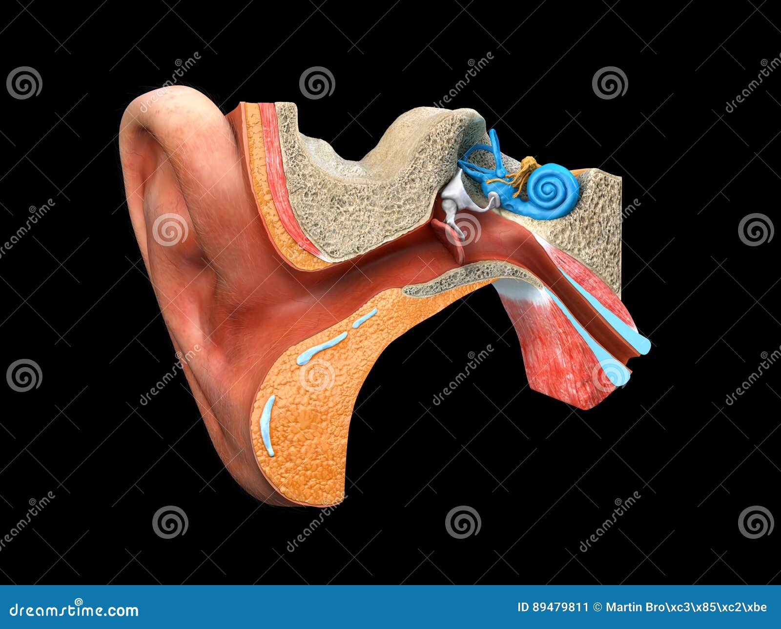 Ear anatomy stock illustration. Illustration of middle - 89479811