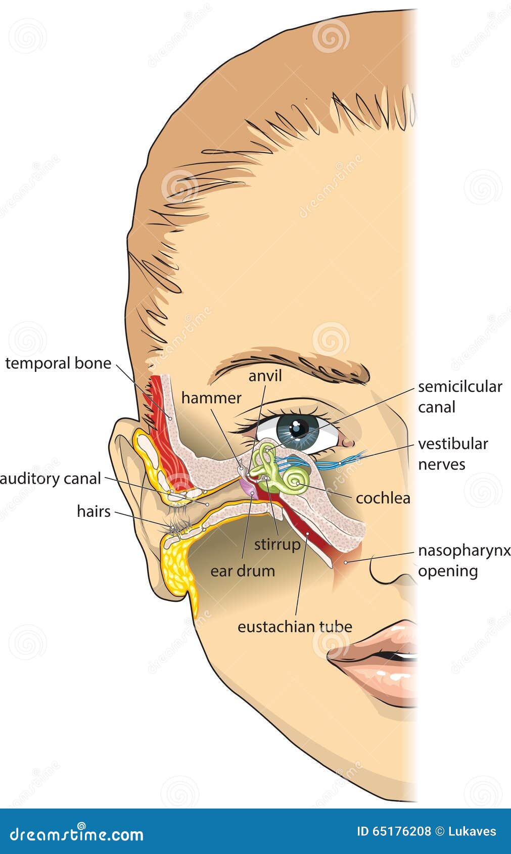 Ear anatomy stock vector. Illustration of auditory, anatomy - 65176208