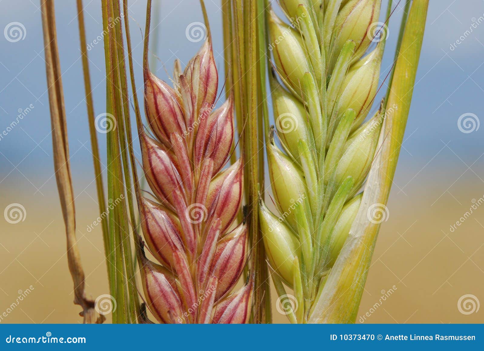 Ear of barley stock photo. Image of cereal, detail, rural - 10373470