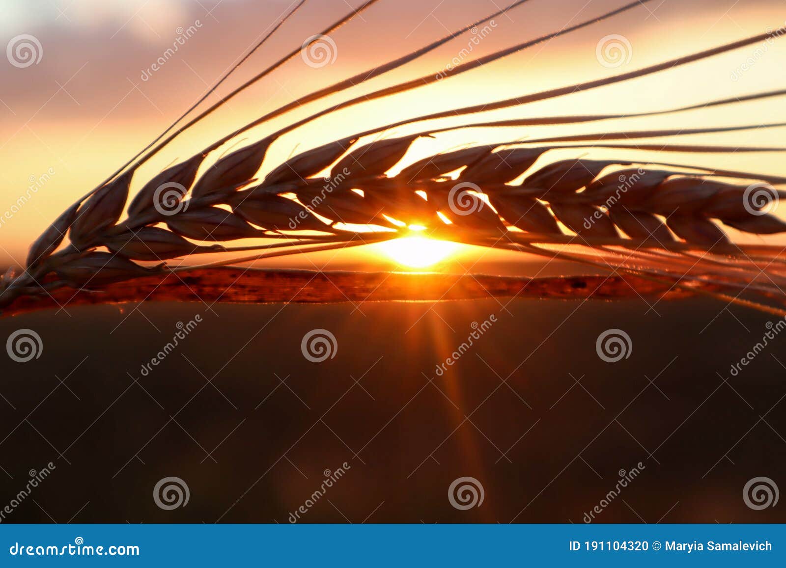 An Ear of Barley Close-up in the Rays of the Setting Sun on a Wheat ...