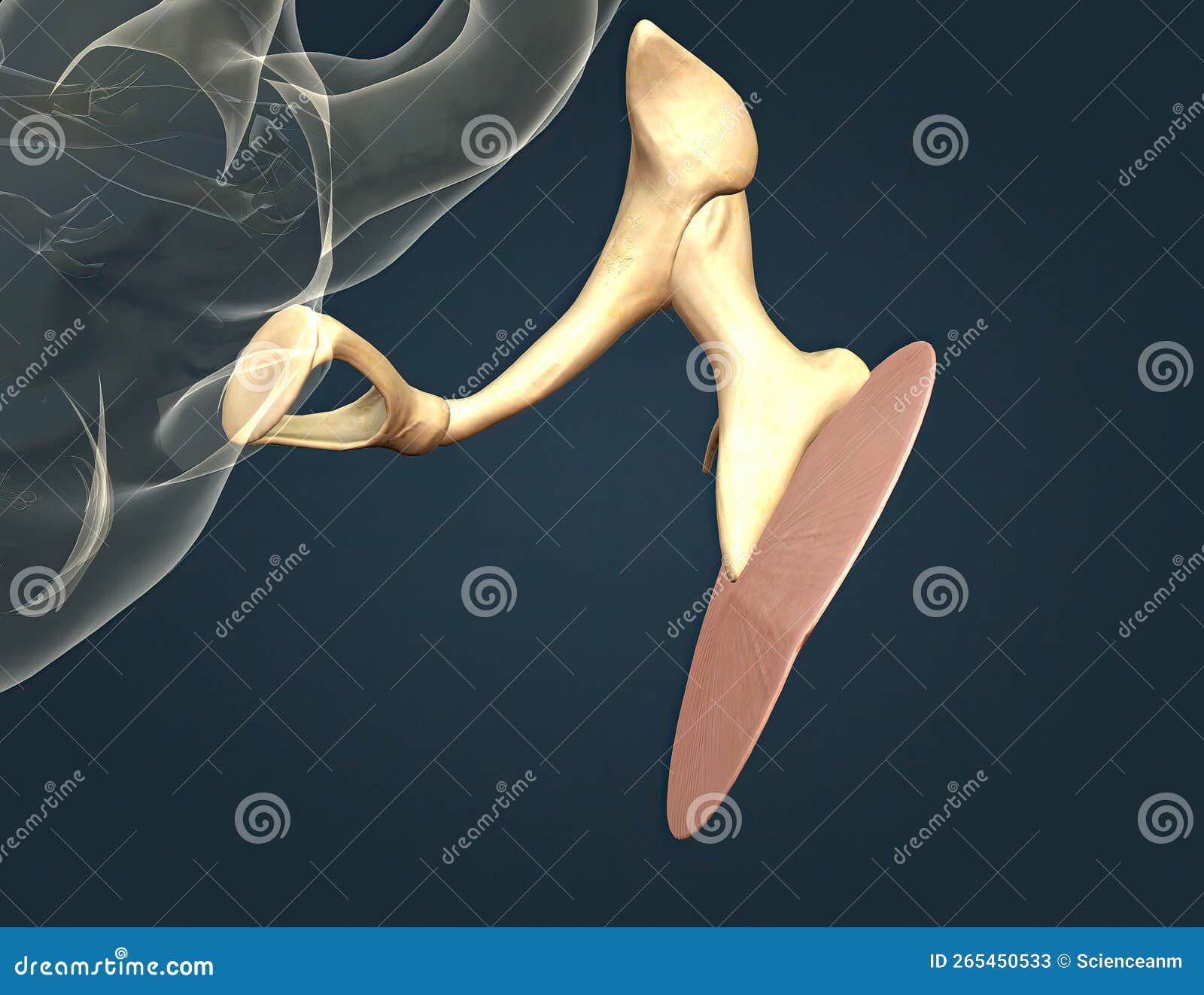 The Ear Bone, Also Called the Auditory Oscillum, is Any of the Three ...