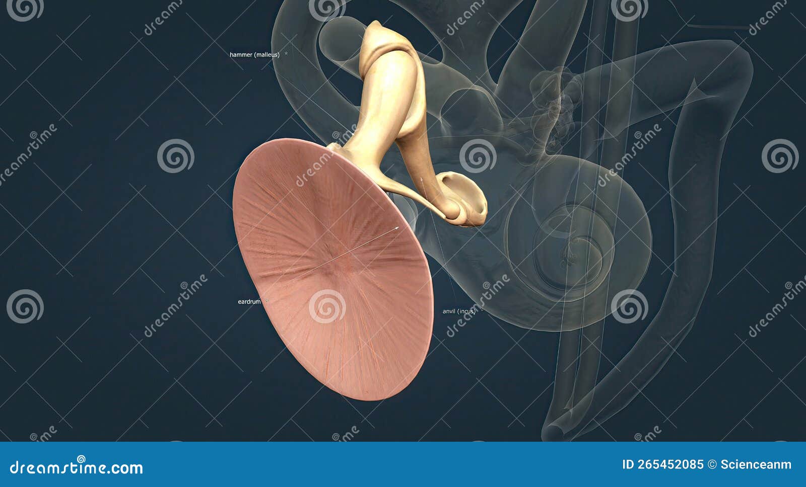 The Ear Bone, Also Called the Auditory Oscillum, is Any of the Three ...